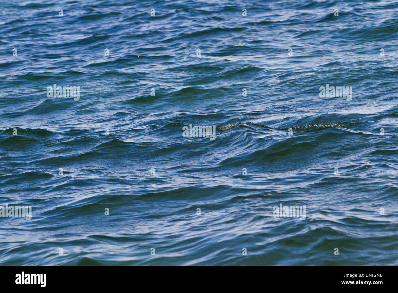 water background of the blue caribbean sea in Belize Stock Photo - Alamy