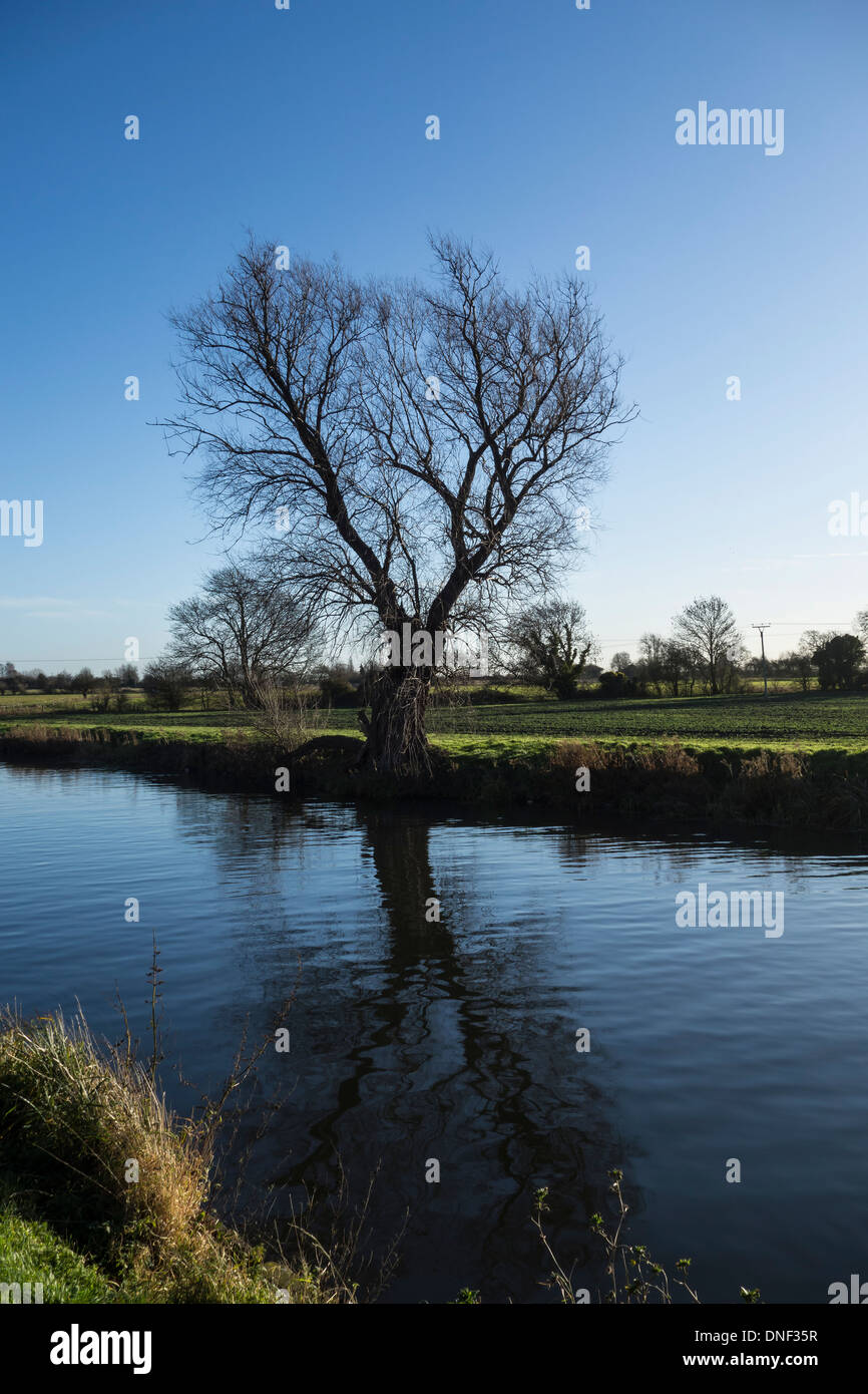 Riverside tree reflection in water River Cam Stock Photo - Alamy