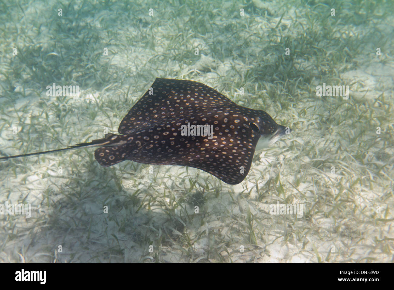 underwater close up of a sting ray of the coast of Belize Stock Photo ...