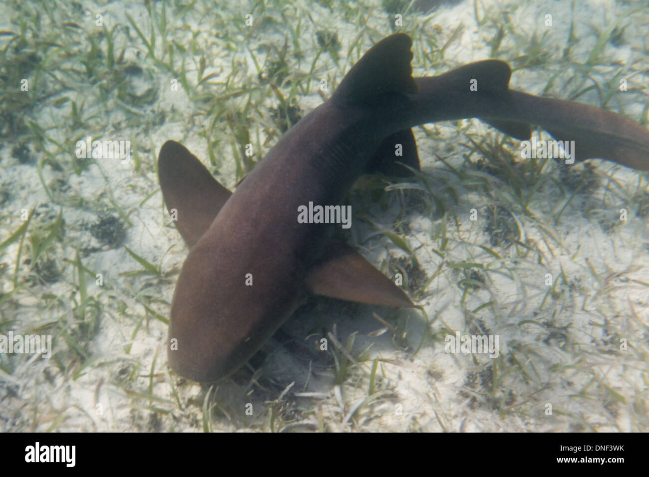 A bottom feeding shark hi-res stock photography and images - Alamy