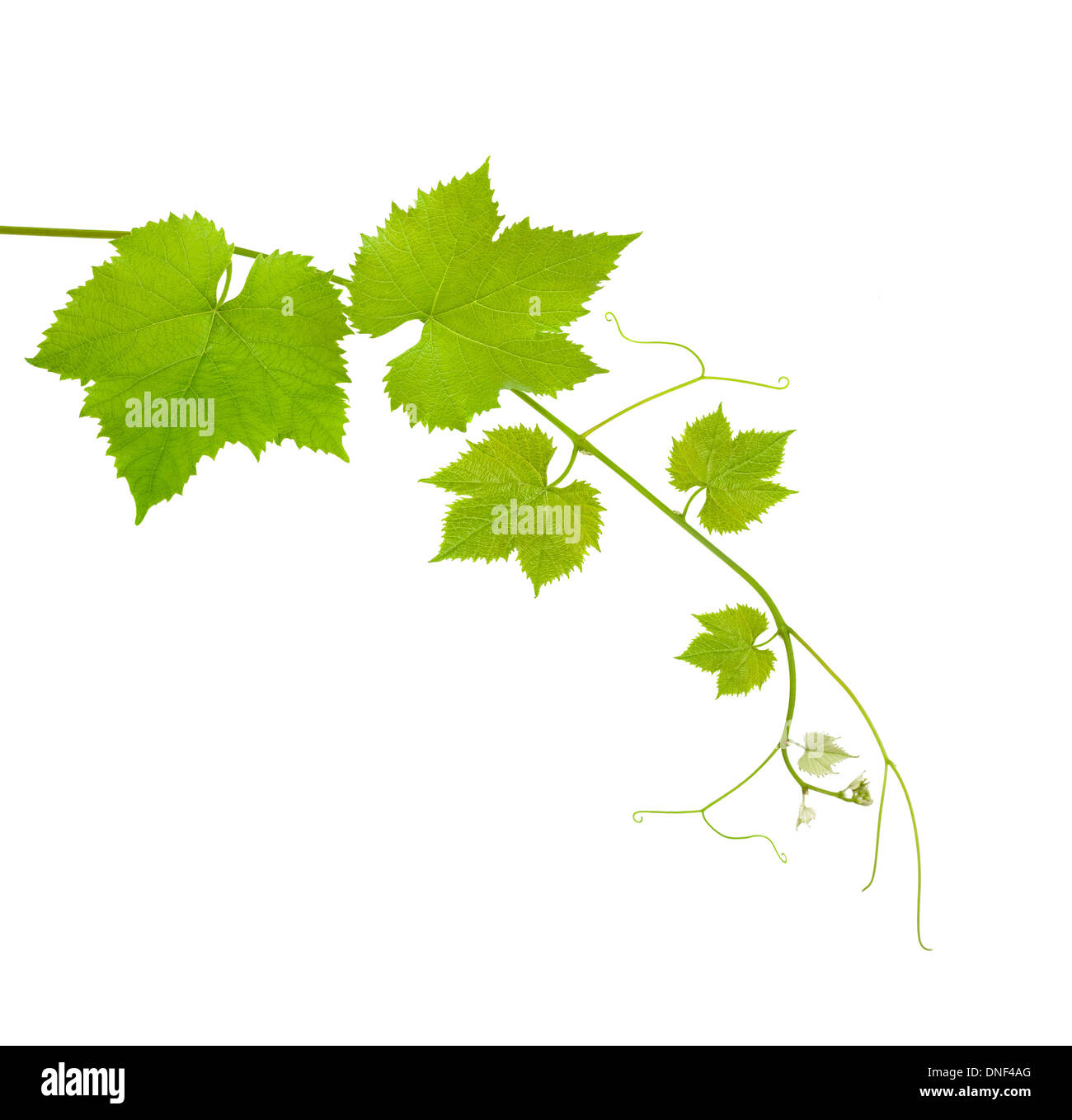 Vine leaves hi-res stock photography and images - Alamy