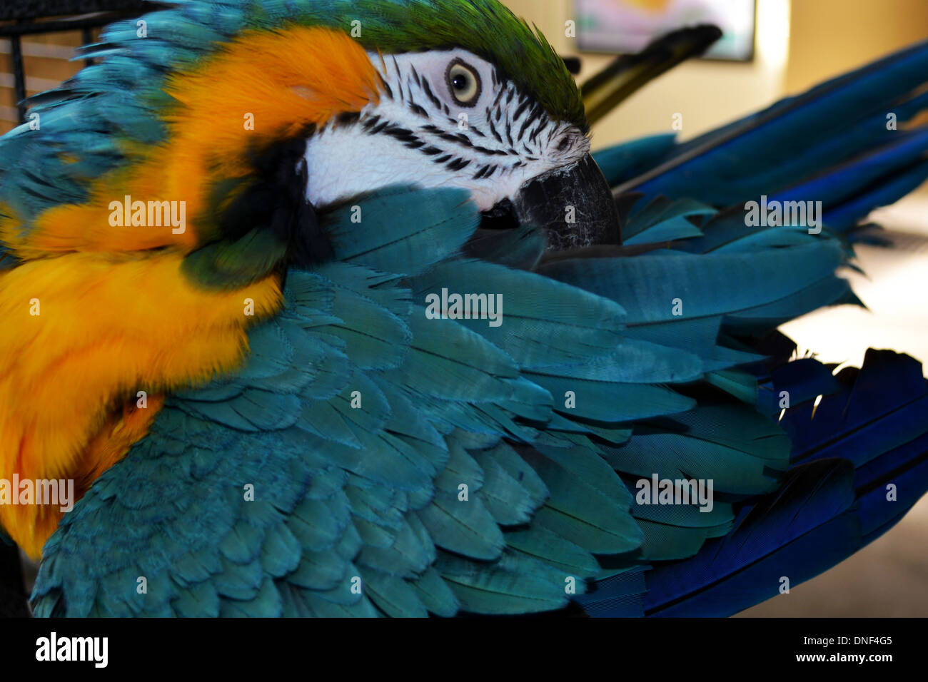 Parrot listening hi-res stock photography and images - Alamy