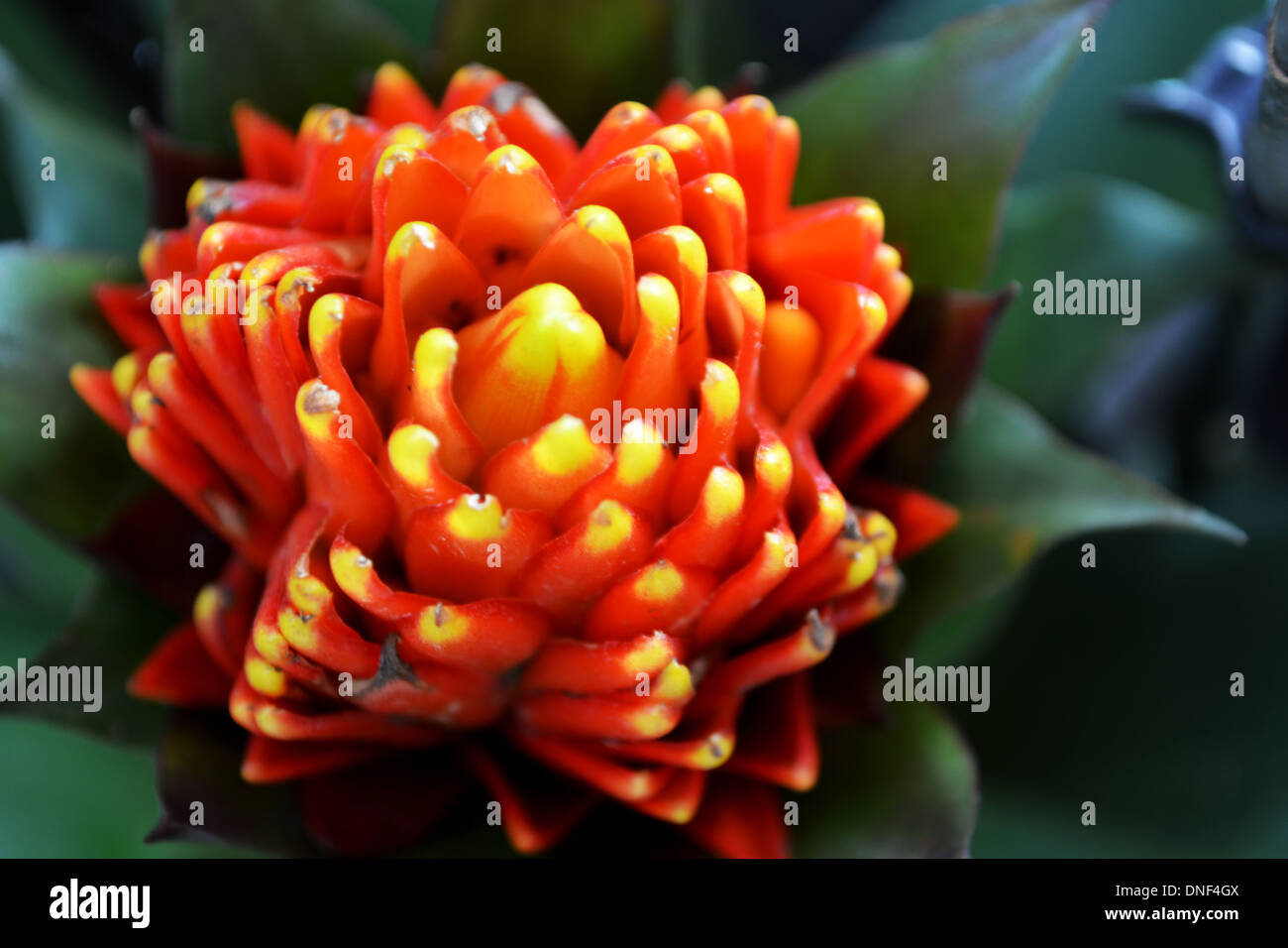 Red Orchid Flower Stock Photo - Alamy