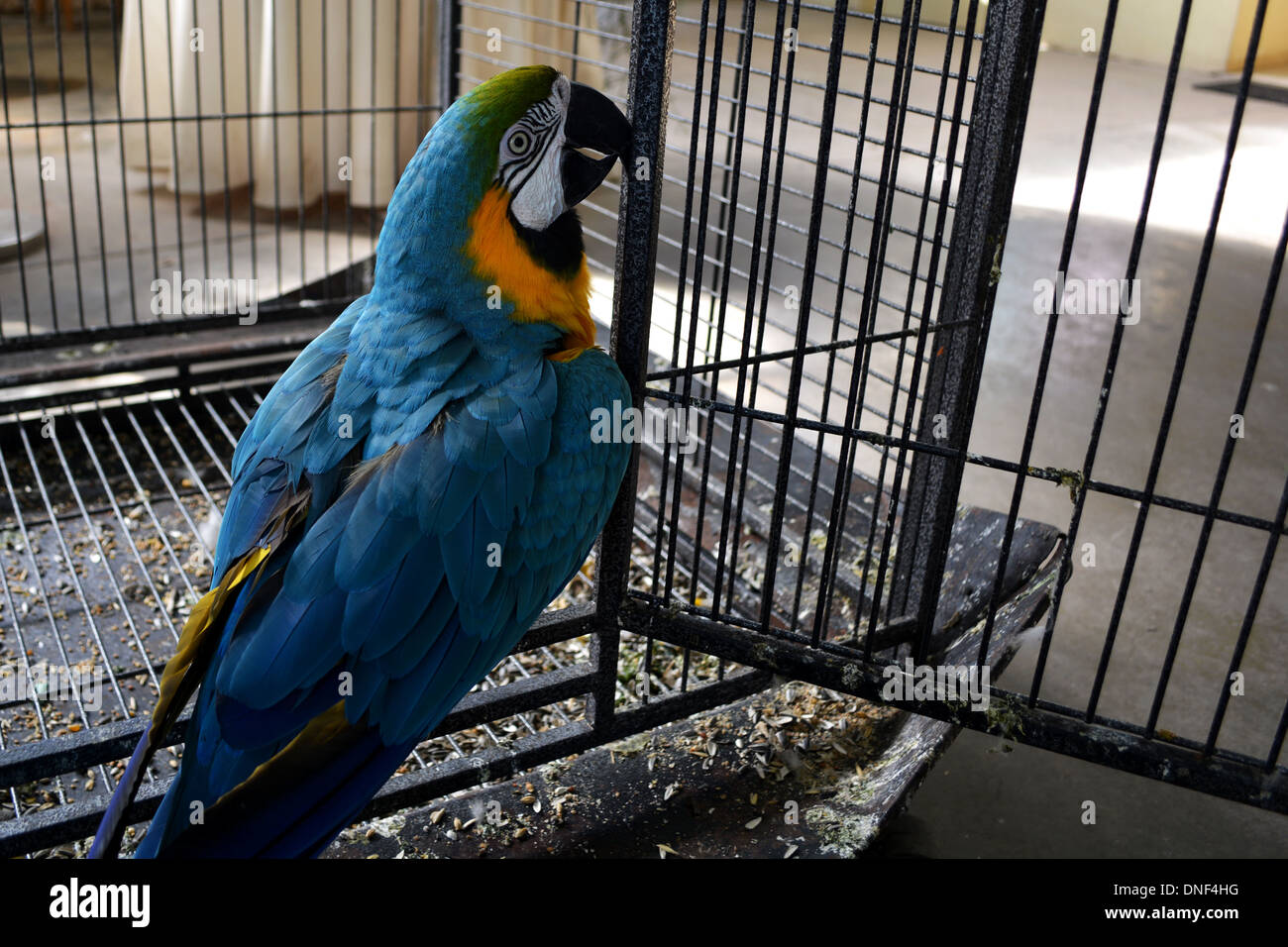 Shy Colorful Parrot Stock Photo - Alamy