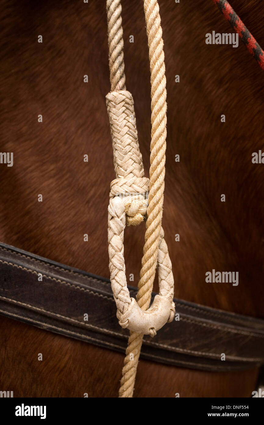 A knot and a lariat during a Charreria rodeo event in Mexico City ...