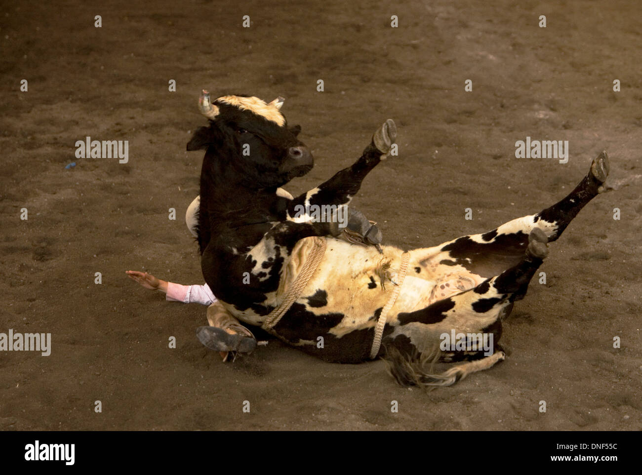 A bull falls during a Charreria rodeo event in Mexico City, Mexico ...