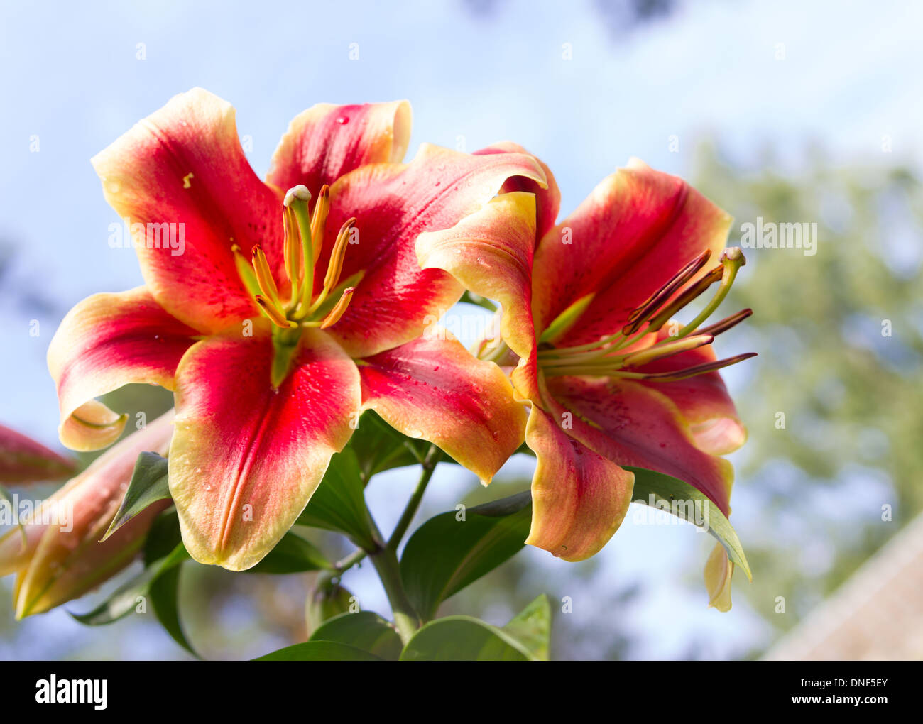 Perfect lily flower outdoors Stock Photo - Alamy