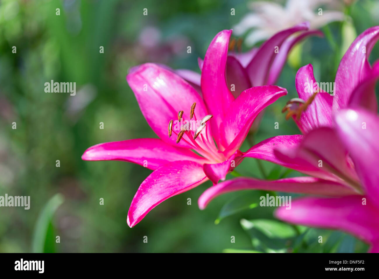Perfect lily flower outdoors Stock Photo - Alamy