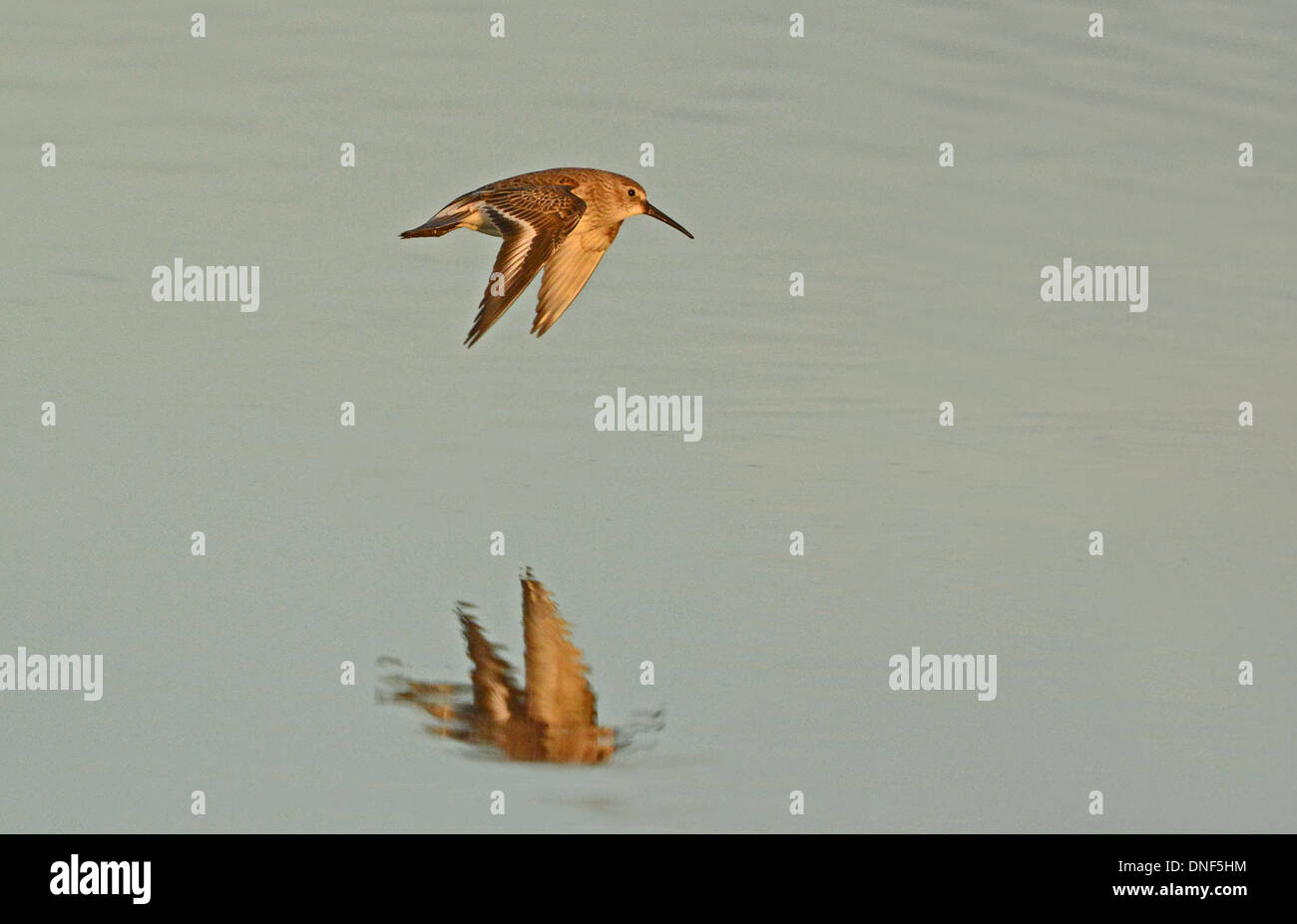 Dunlin in flight hi-res stock photography and images - Alamy