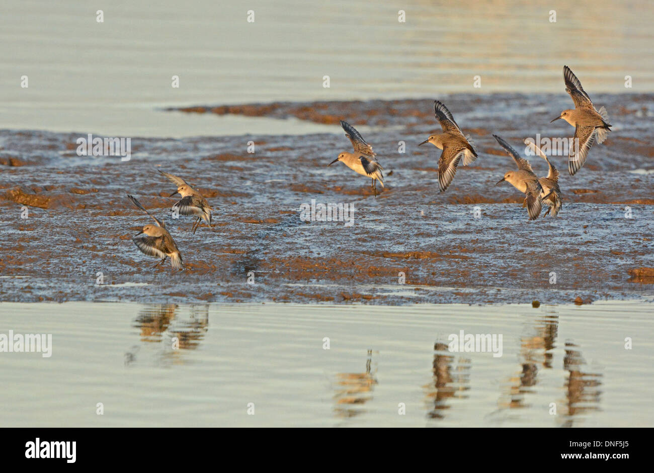 Dunlin in flight in Brancaster Harbour, Norfolk Stock Photo - Alamy