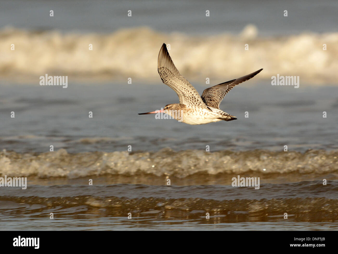 Bar Tailed Godwit in flight Stock Photo - Alamy