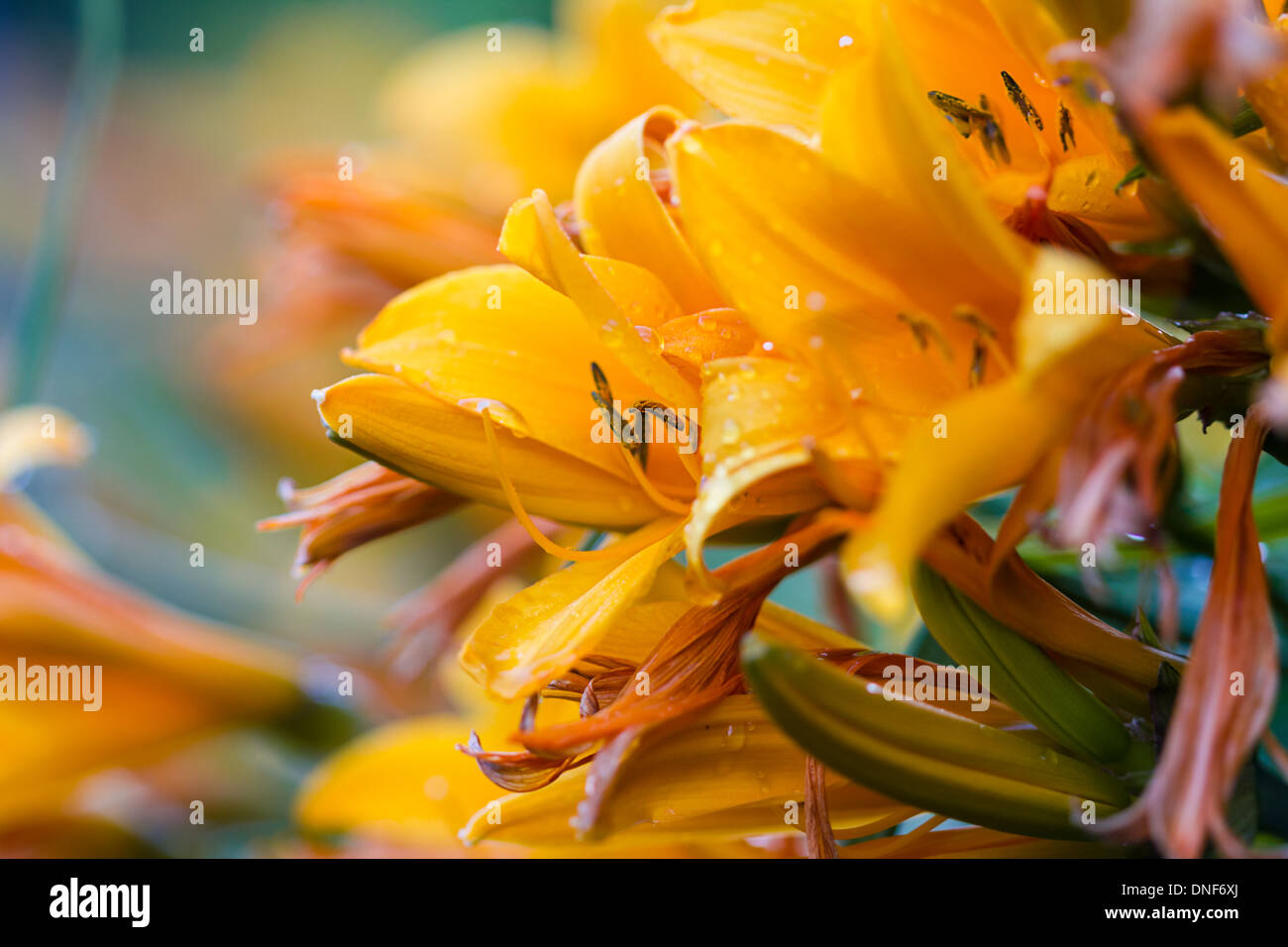 Lily flower outdoors Stock Photo - Alamy