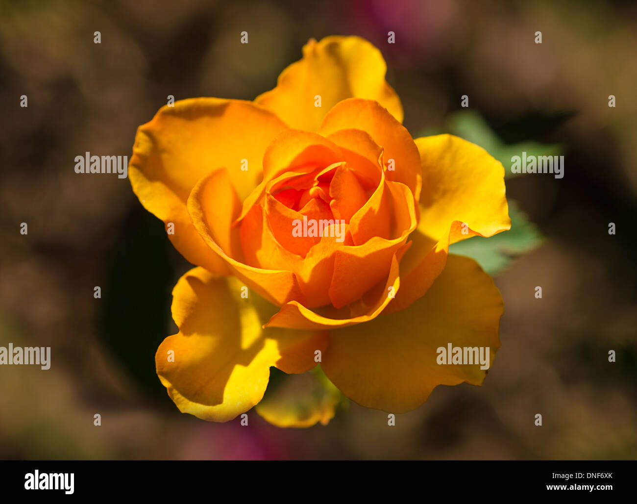 Explosion rose hi-res stock photography and images - Alamy