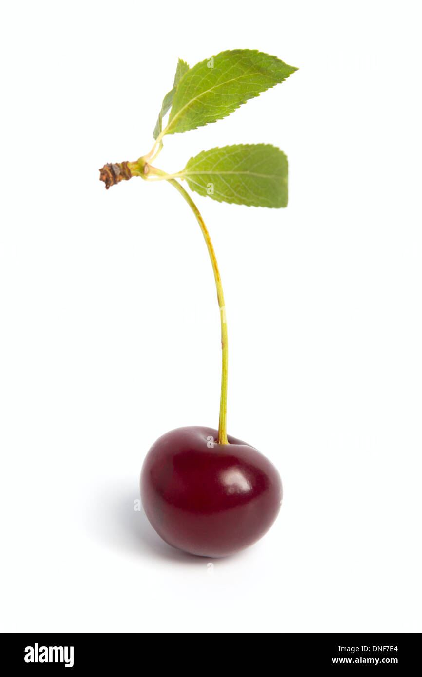 Shiny berries Cut Out Stock Images & Pictures - Alamy