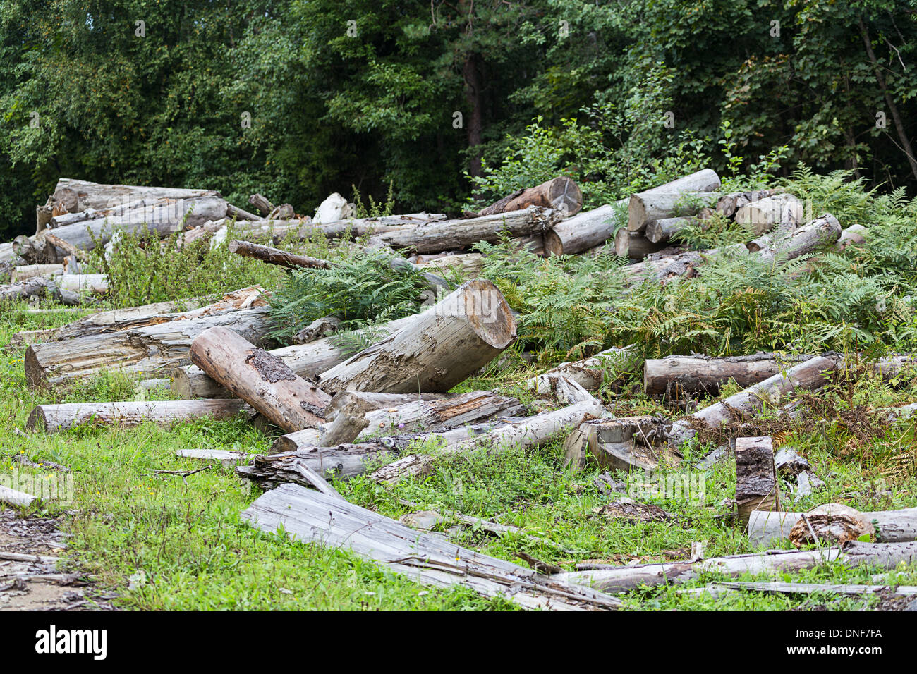 Deforestation trees hi-res stock photography and images - Alamy