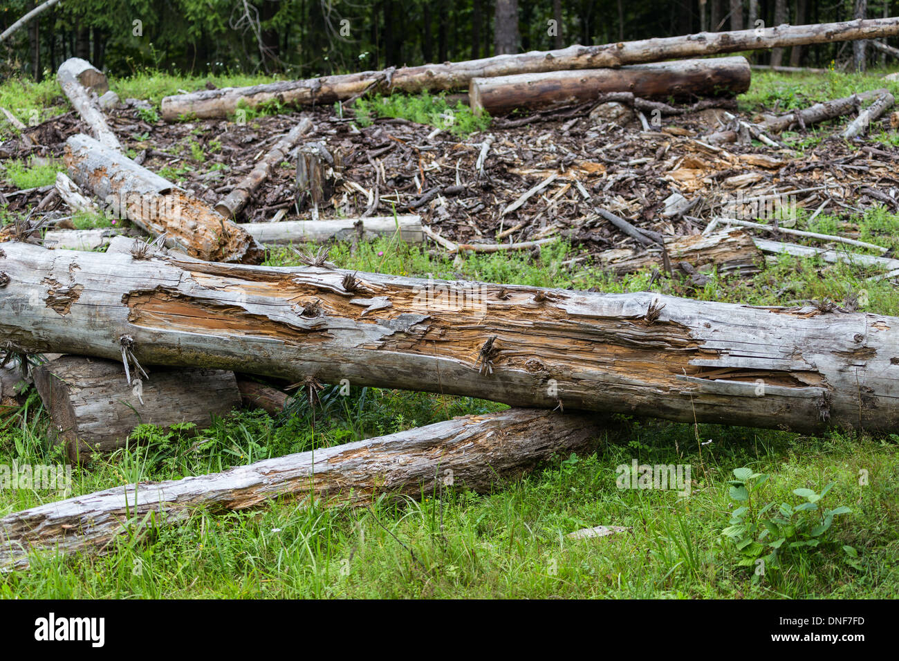 Deforestation trees hi-res stock photography and images - Alamy