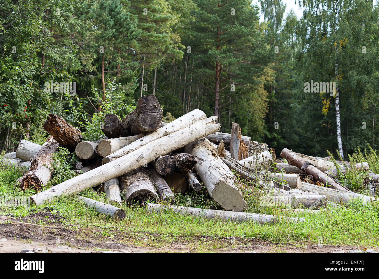 Deforestation trees hi-res stock photography and images - Alamy