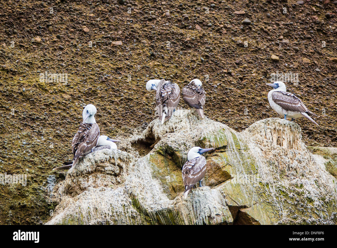 Aquatic seabirds in Peru South America coast at Paracas National ...