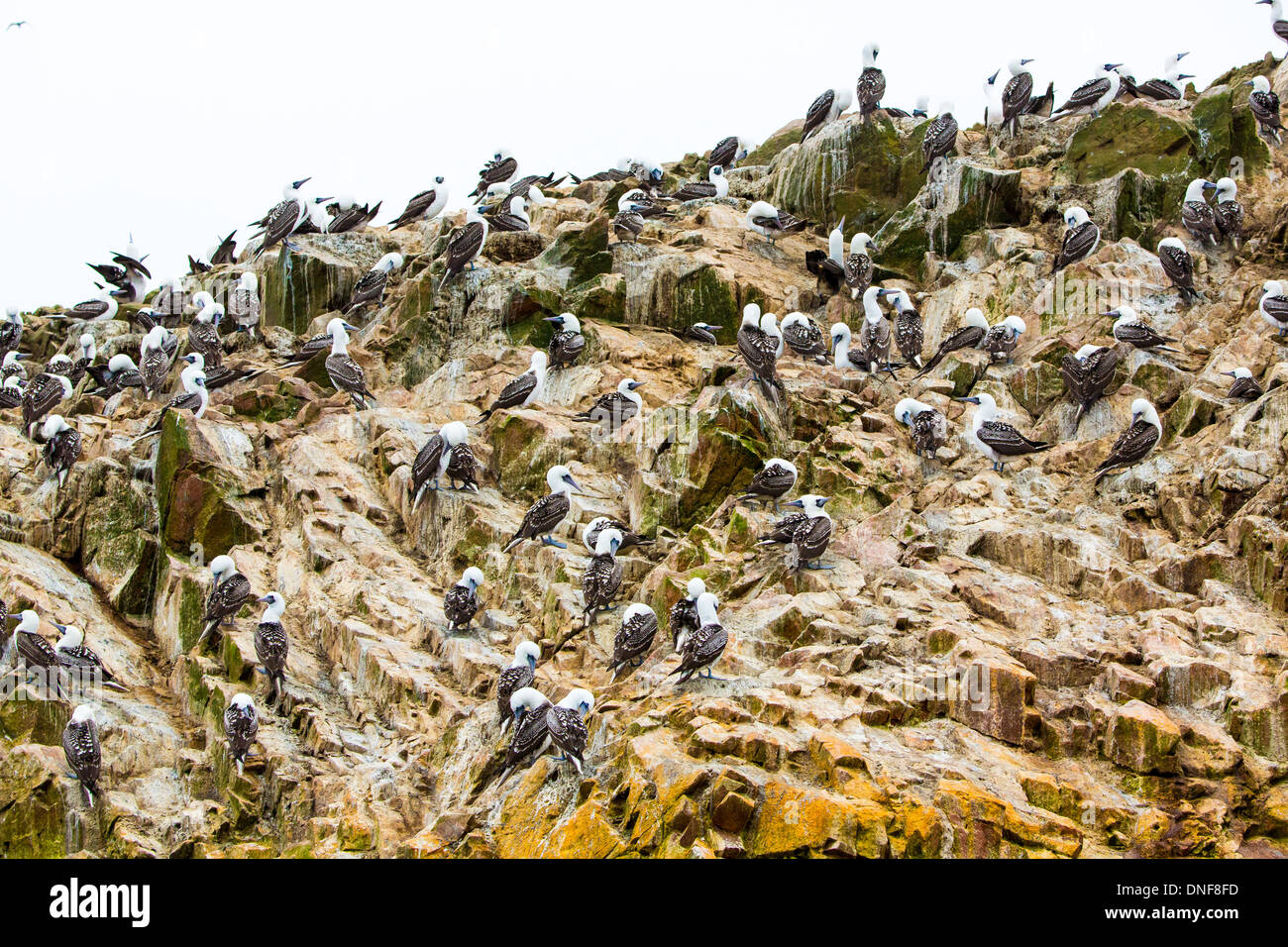 Aquatic seabirds in Peru South America coast at Paracas National ...