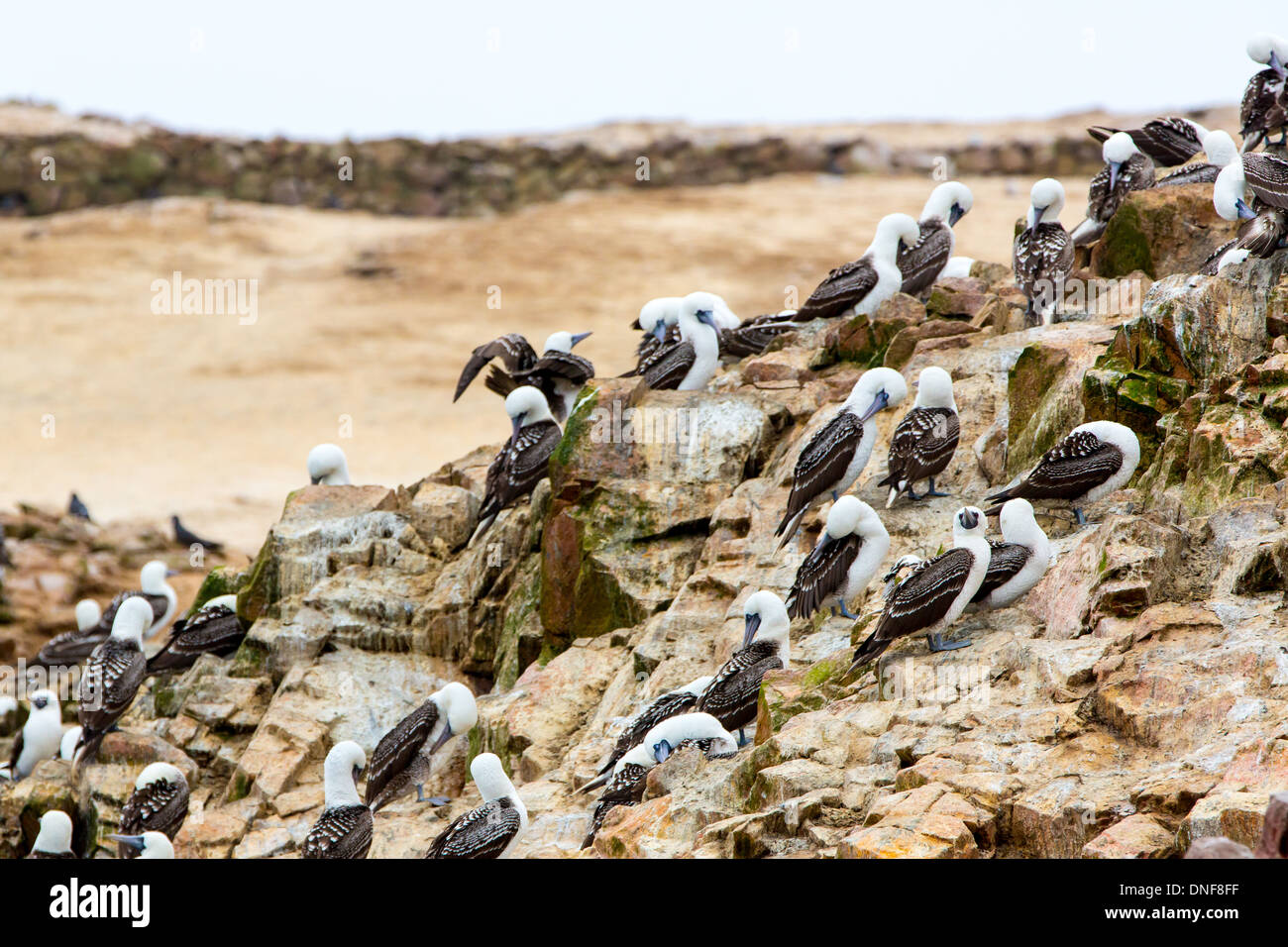 Aquatic seabirds in Peru South America coast at Paracas National ...