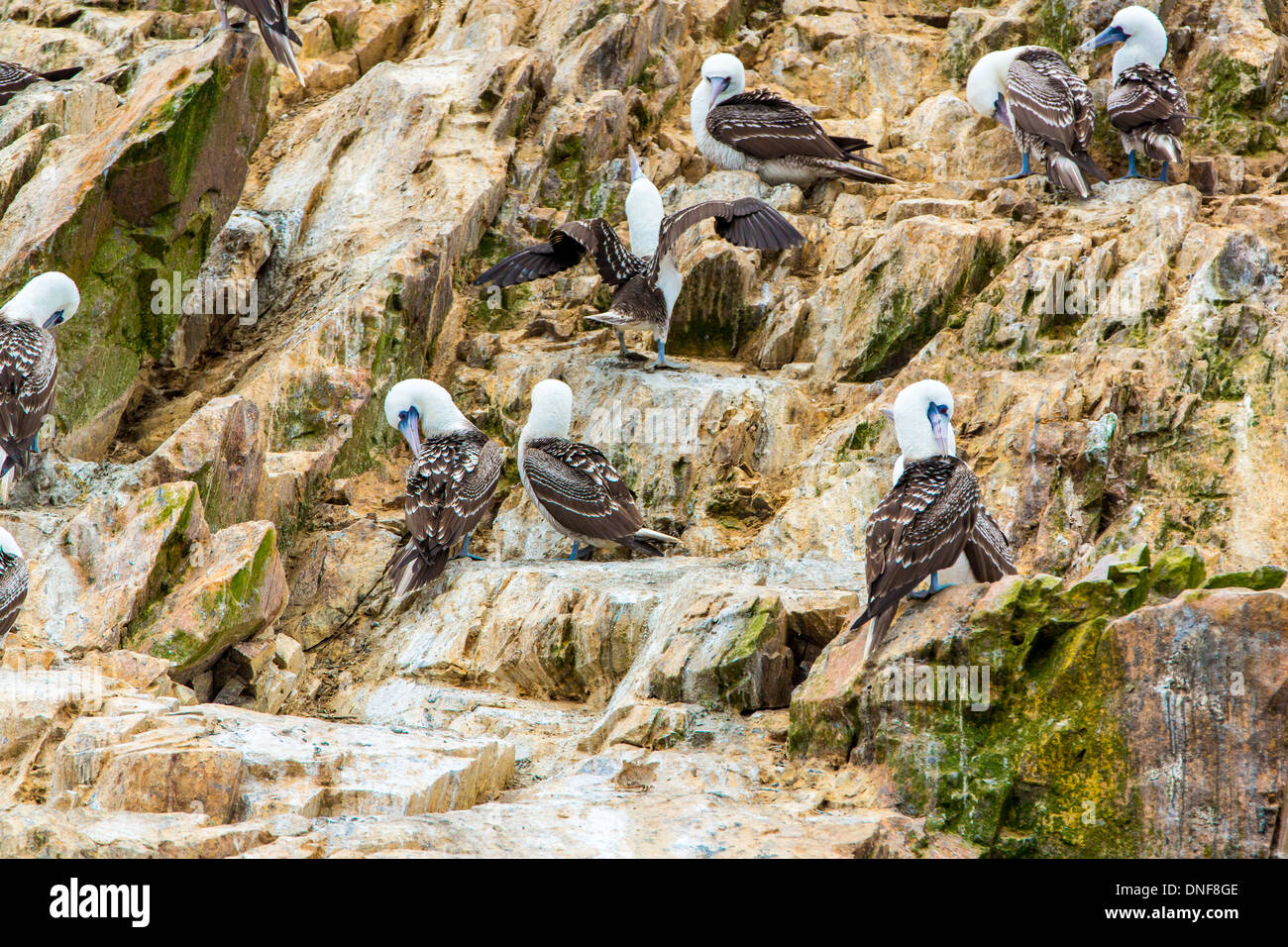 Aquatic seabirds in Peru South America coast at Paracas National ...