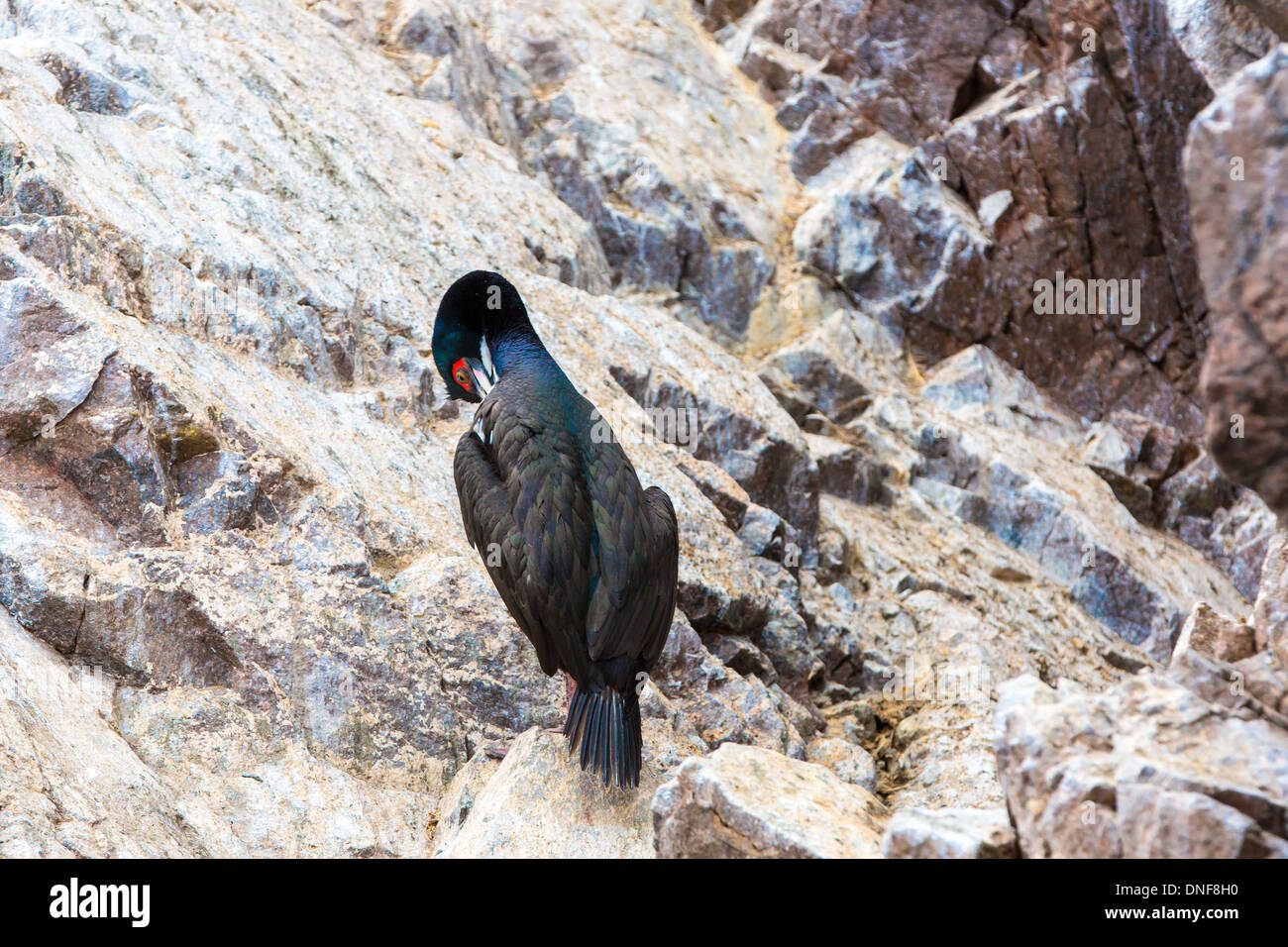Aquatic seabirds in Peru South America coast at Paracas National ...