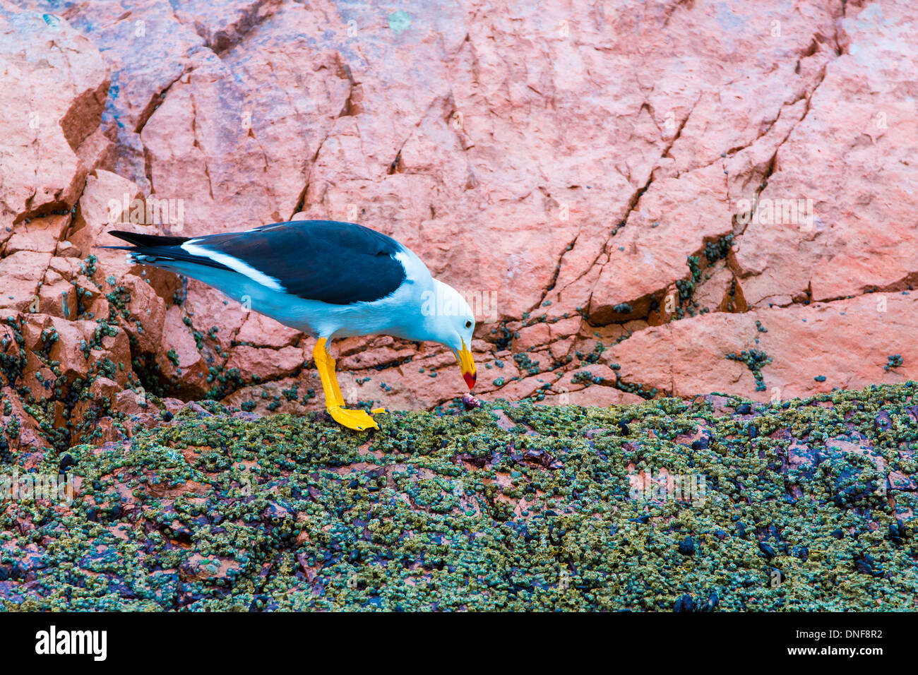 Aquatic seabirds in Peru South America coast at Paracas National ...