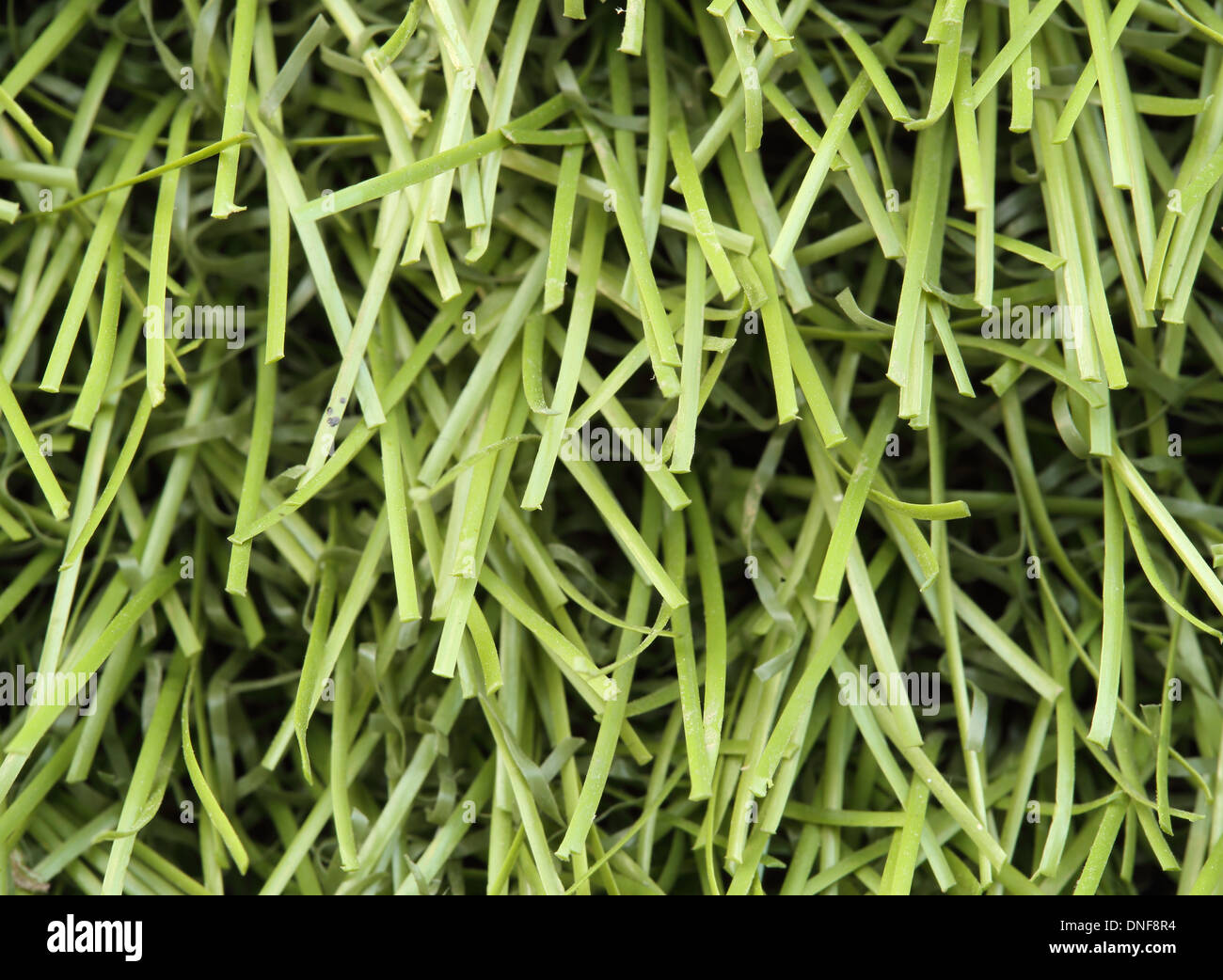 close-up of green grass texture and background Stock Photo - Alamy