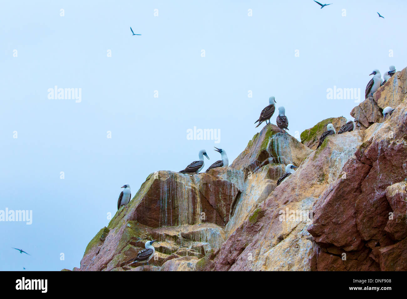 Aquatic seabirds in Peru South America coast at Paracas National ...