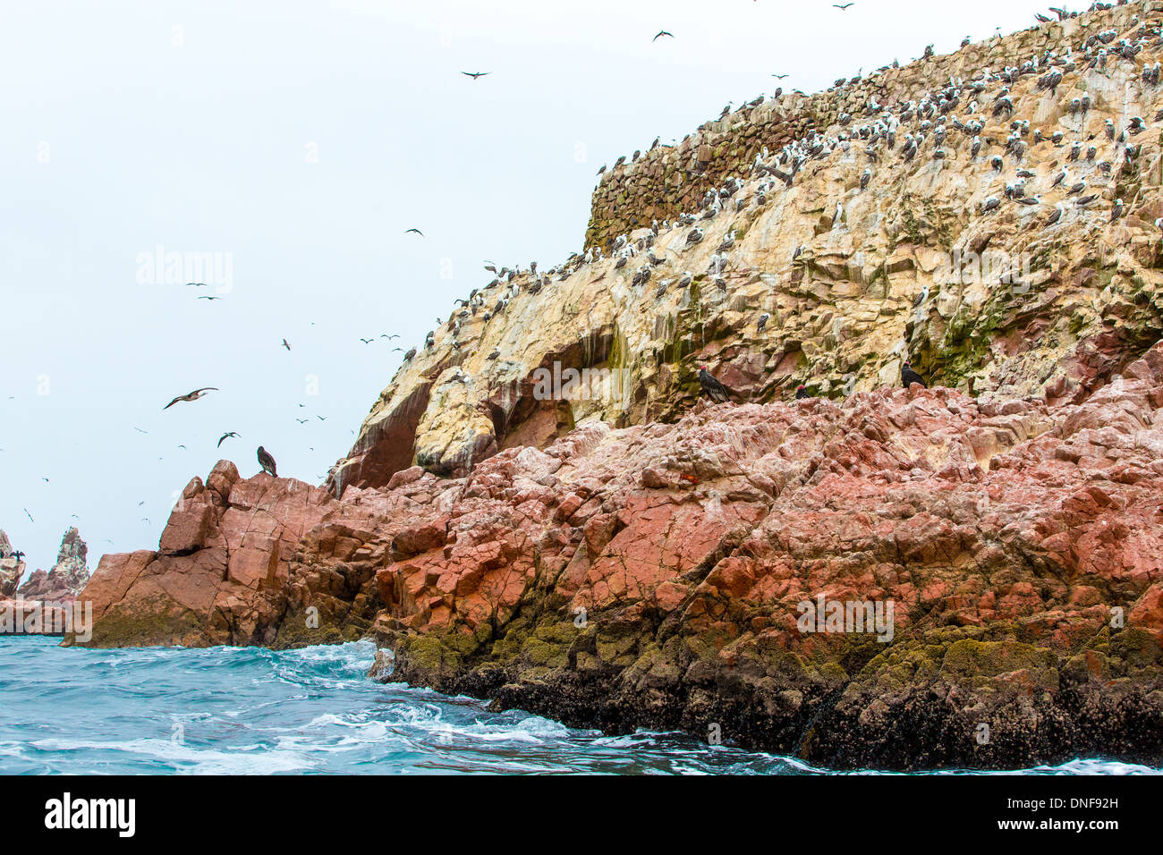 Aquatic seabirds in Peru South America coast at Paracas National ...