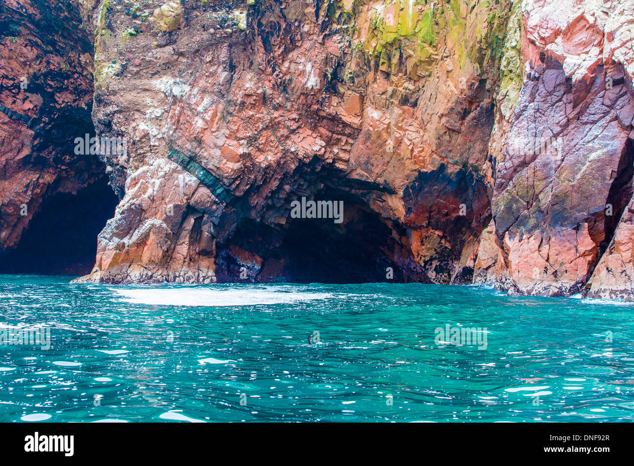Peru,South America, coast at Paracas National Reservation, Peruvian ...