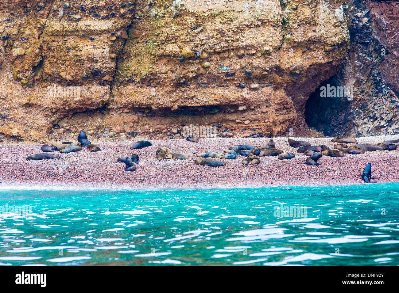 Peru,South America, coast at Paracas National Reservation, Peruvian ...