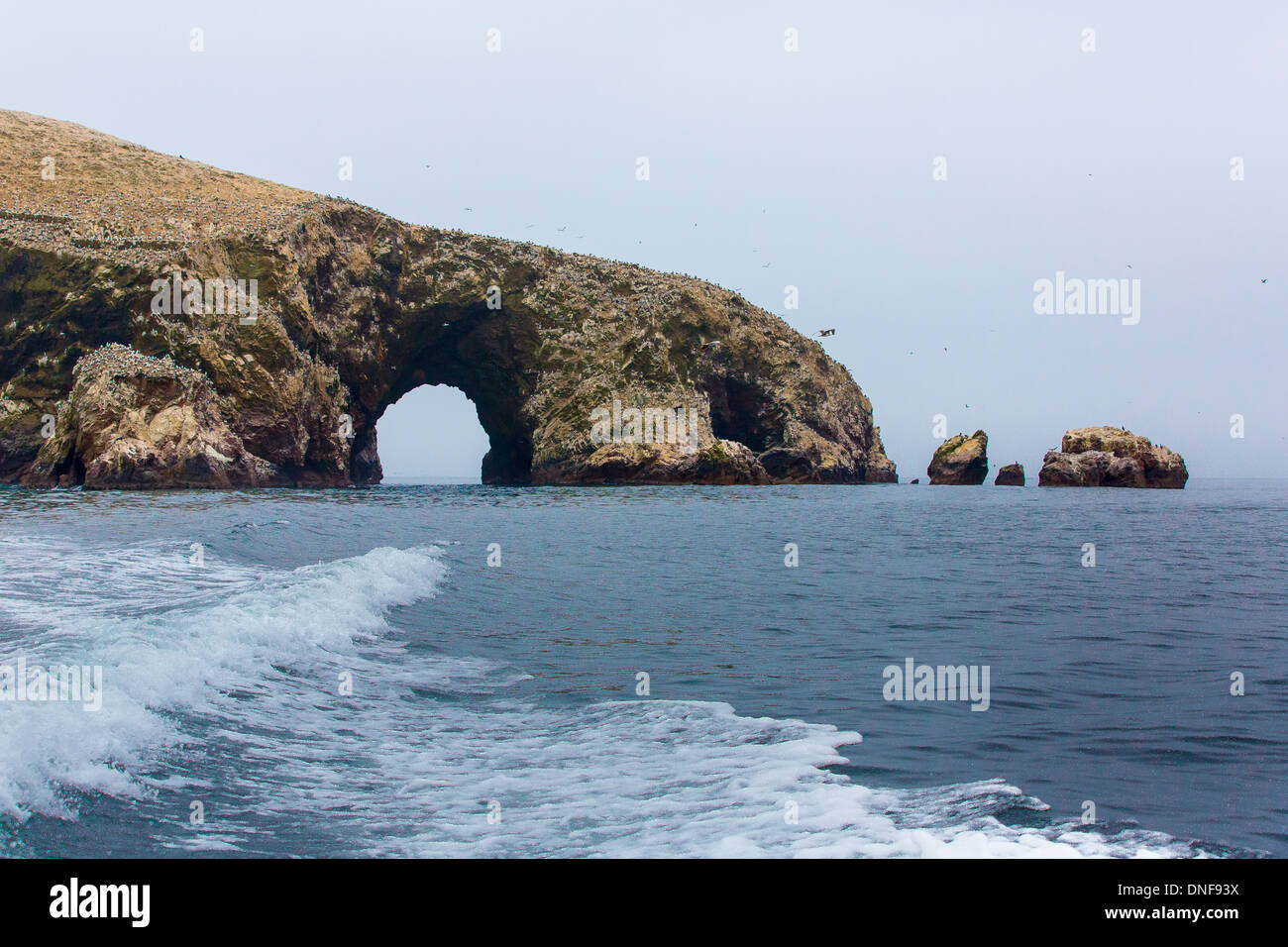 Peru,South America, coast at Paracas National Reservation, Peruvian ...