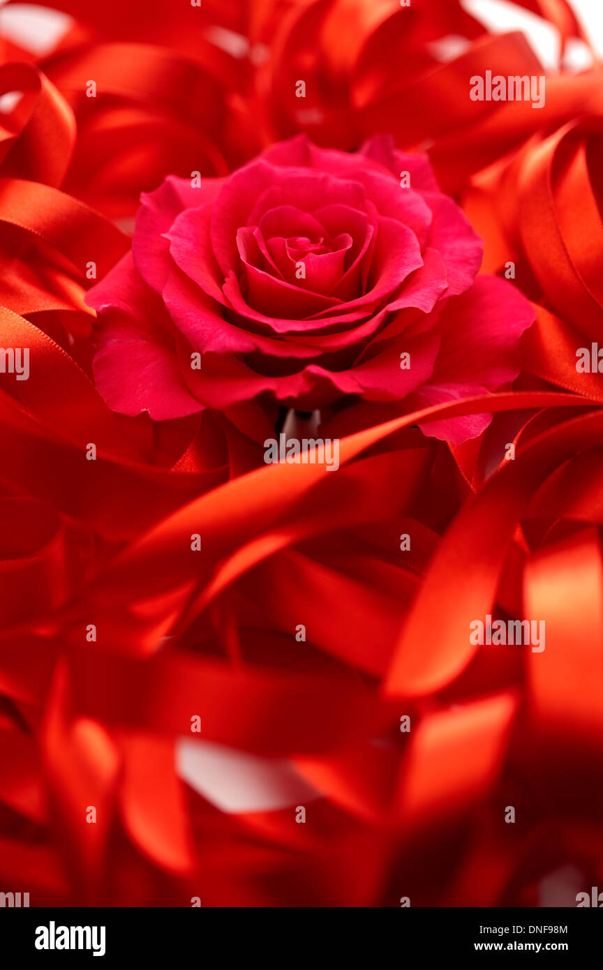 Red rose in tangled red ribbon Stock Photo - Alamy