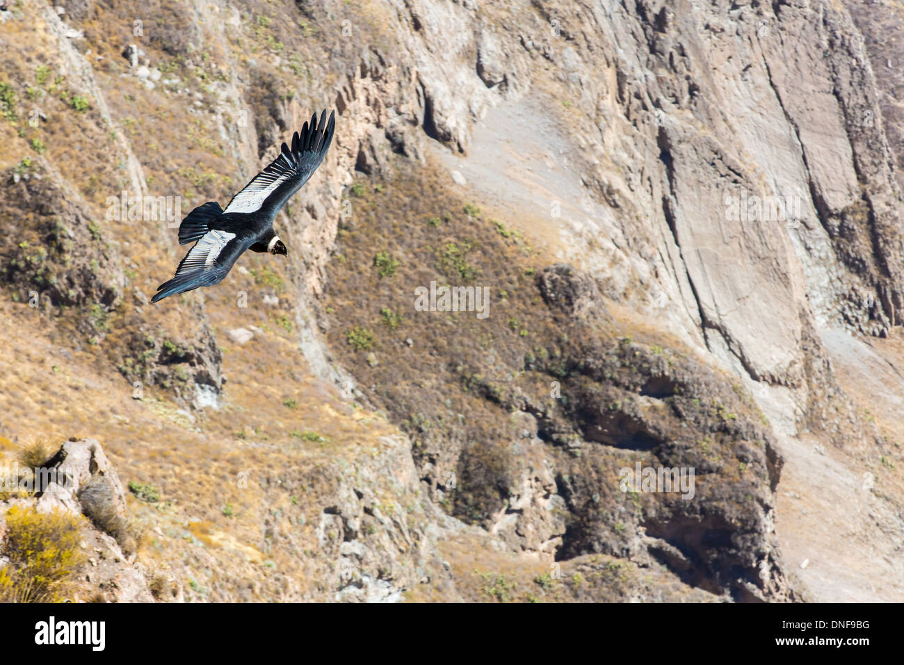 Flying condor over Colca canyon,Peru,South America. This is a condor ...