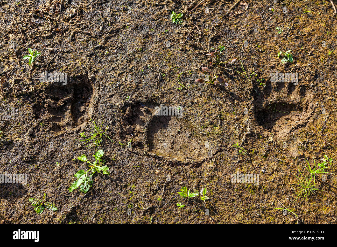 Fresh tracks of a wild bear on the banks of the Traces of a bear Stock ...