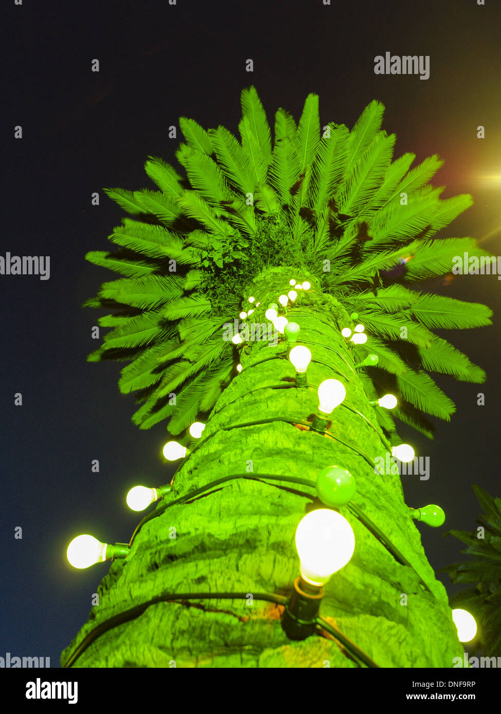 Palm tree with bulbs hi-res stock photography and images - Alamy