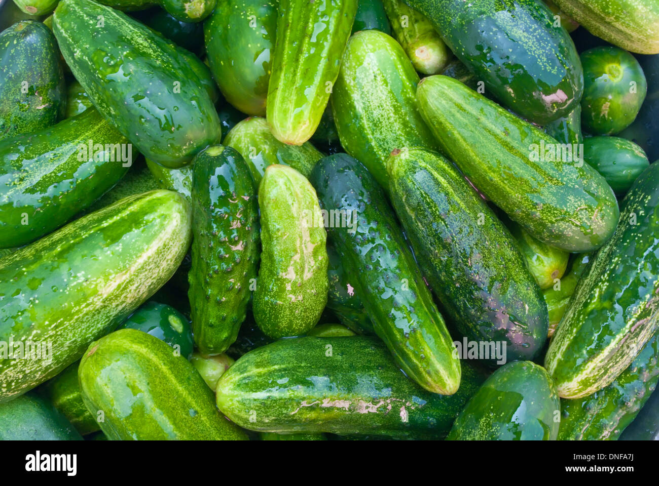 The group of cucumbers closeup view Stock Photo - Alamy