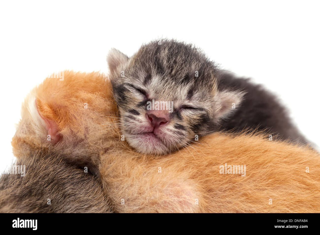 Kitten closeup face isolated on white background Stock Photo - Alamy