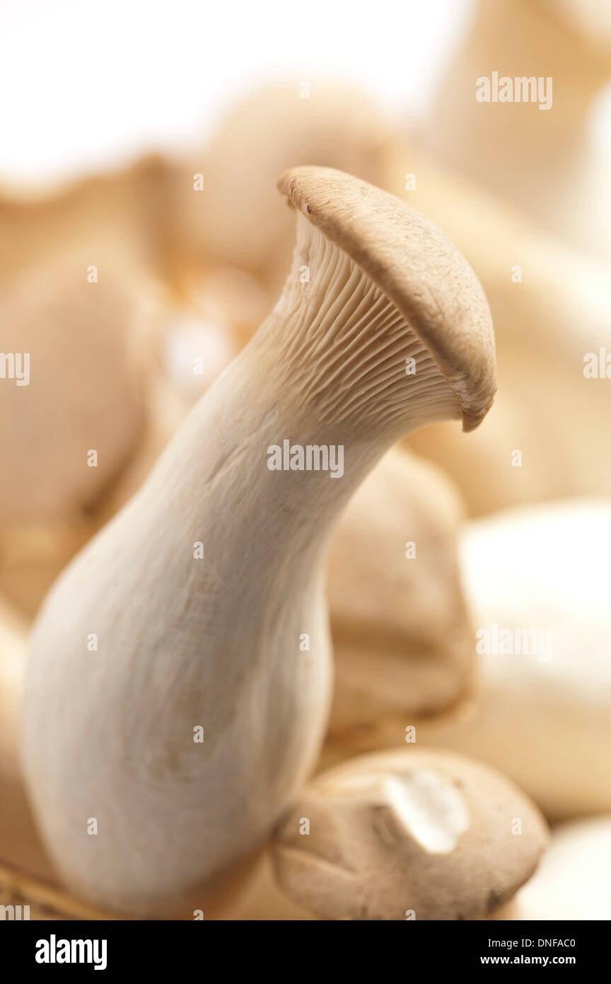 Edible Mushroom, Vegetable Stock Photo - Alamy