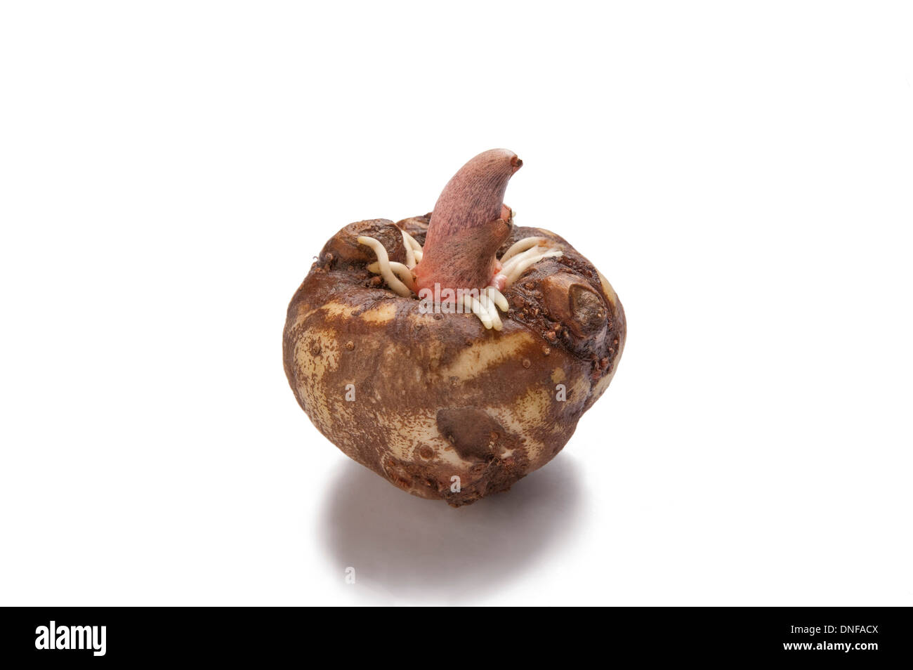Konjac plant hi-res stock photography and images - Alamy