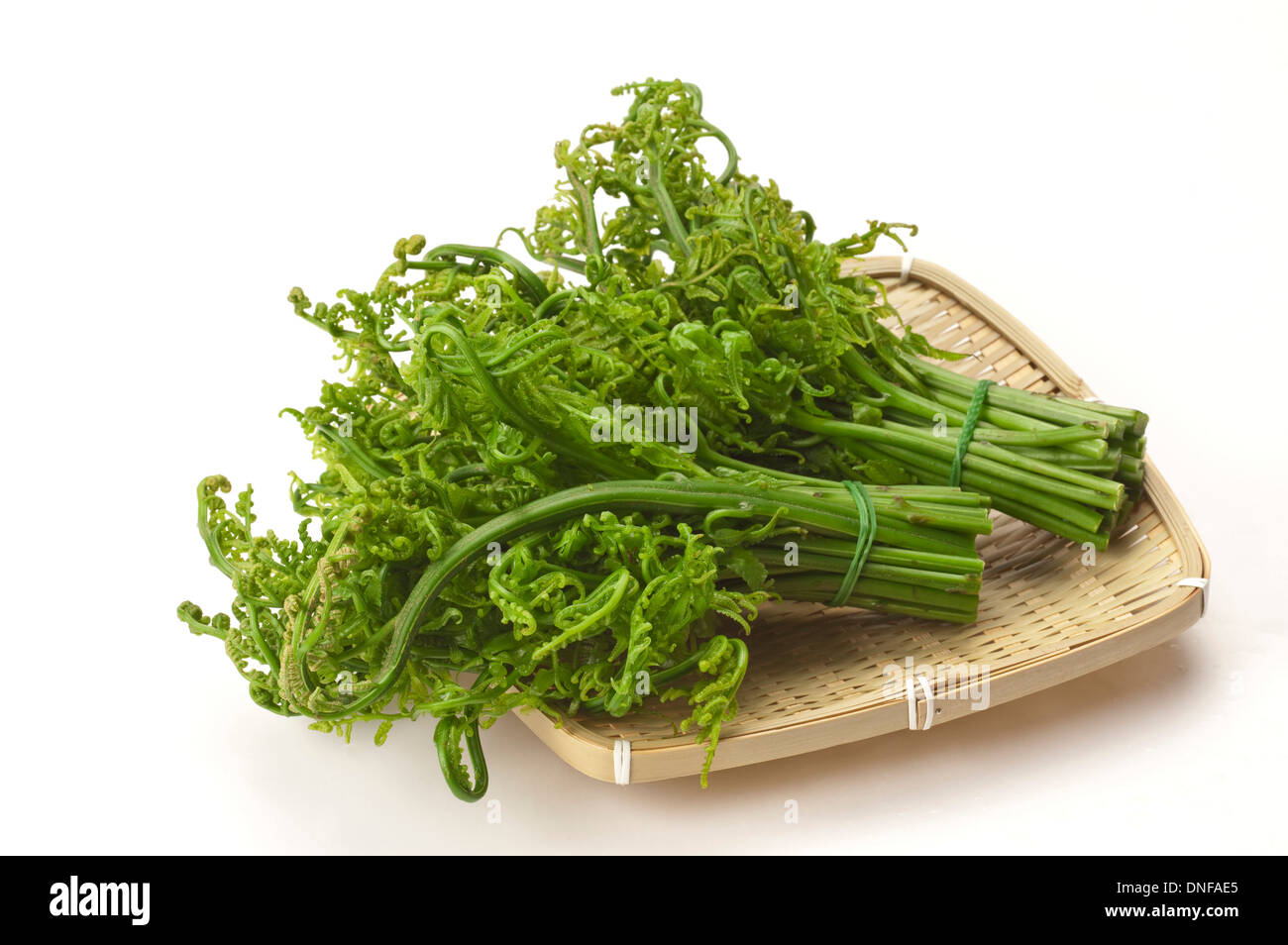 Basket fern plant hi-res stock photography and images - Alamy