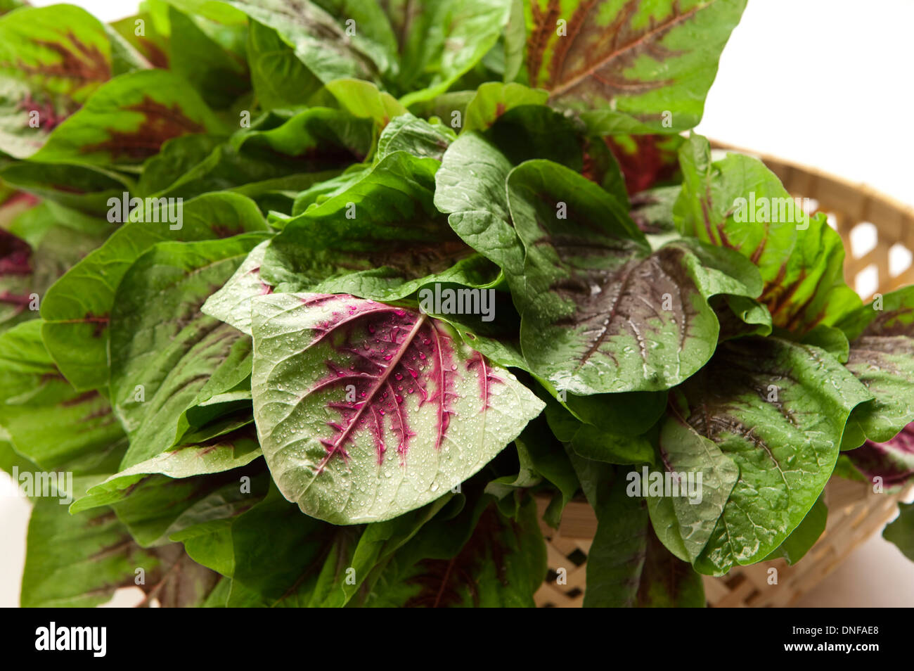 Vegetable amaranth hi-res stock photography and images - Alamy