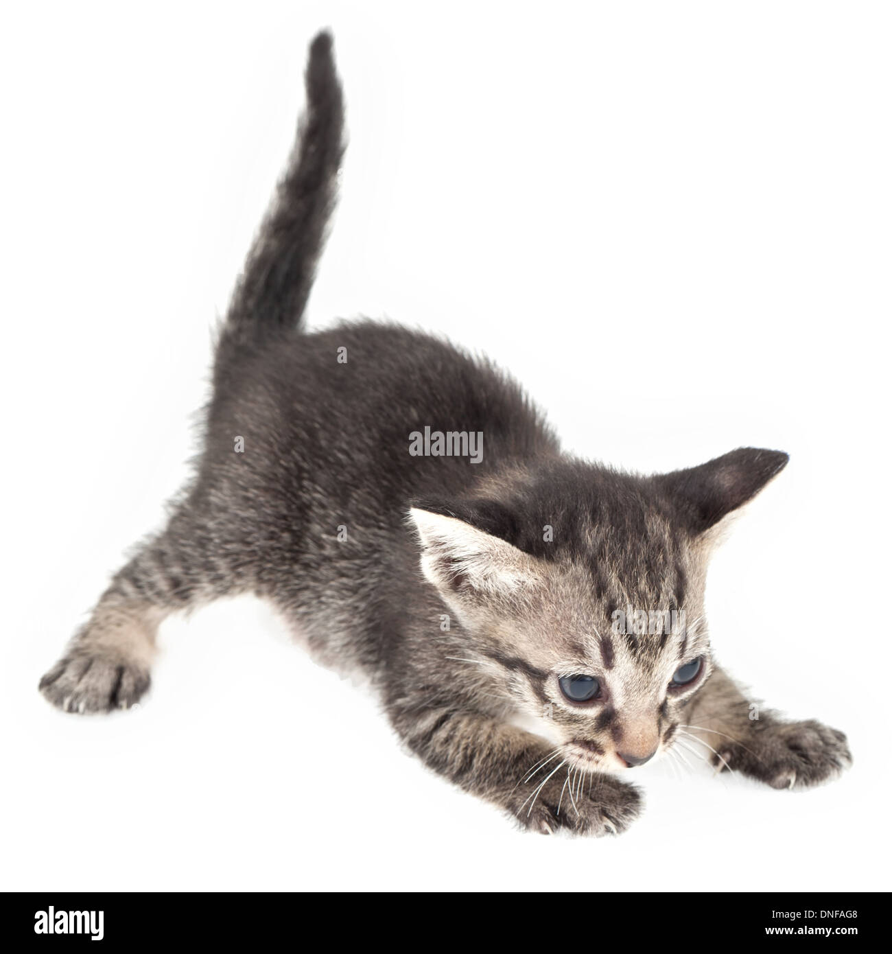Kitten crouching on white background Stock Photo - Alamy