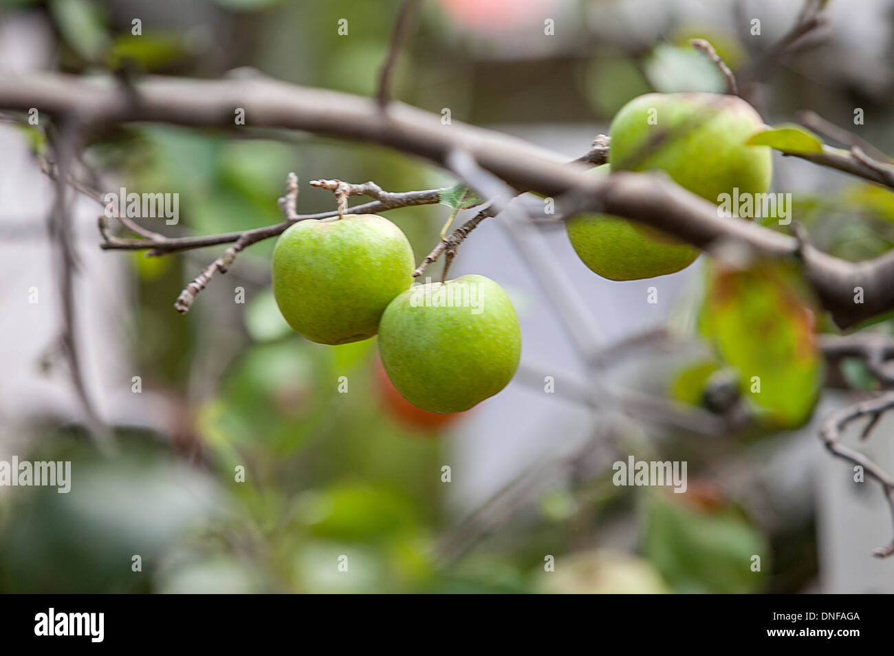 Taichung, Taiwan, Asia, Apple, Fruit Stock Photo - Alamy