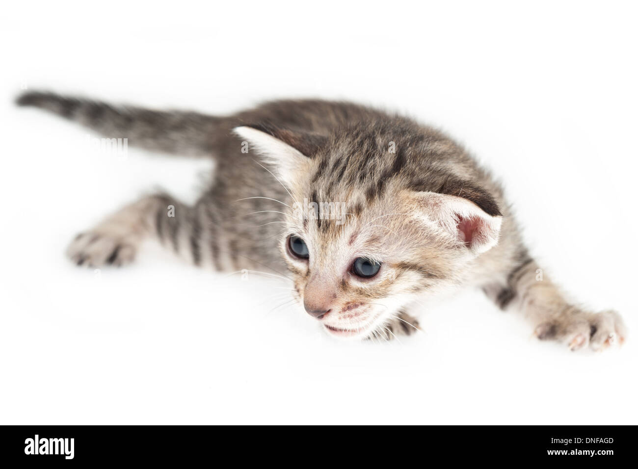 Kitten crouching on white background Stock Photo - Alamy