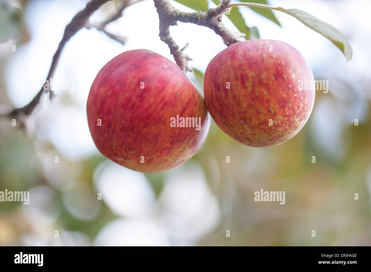 Taichung, Taiwan, Asia, Apple, Fruit Stock Photo - Alamy