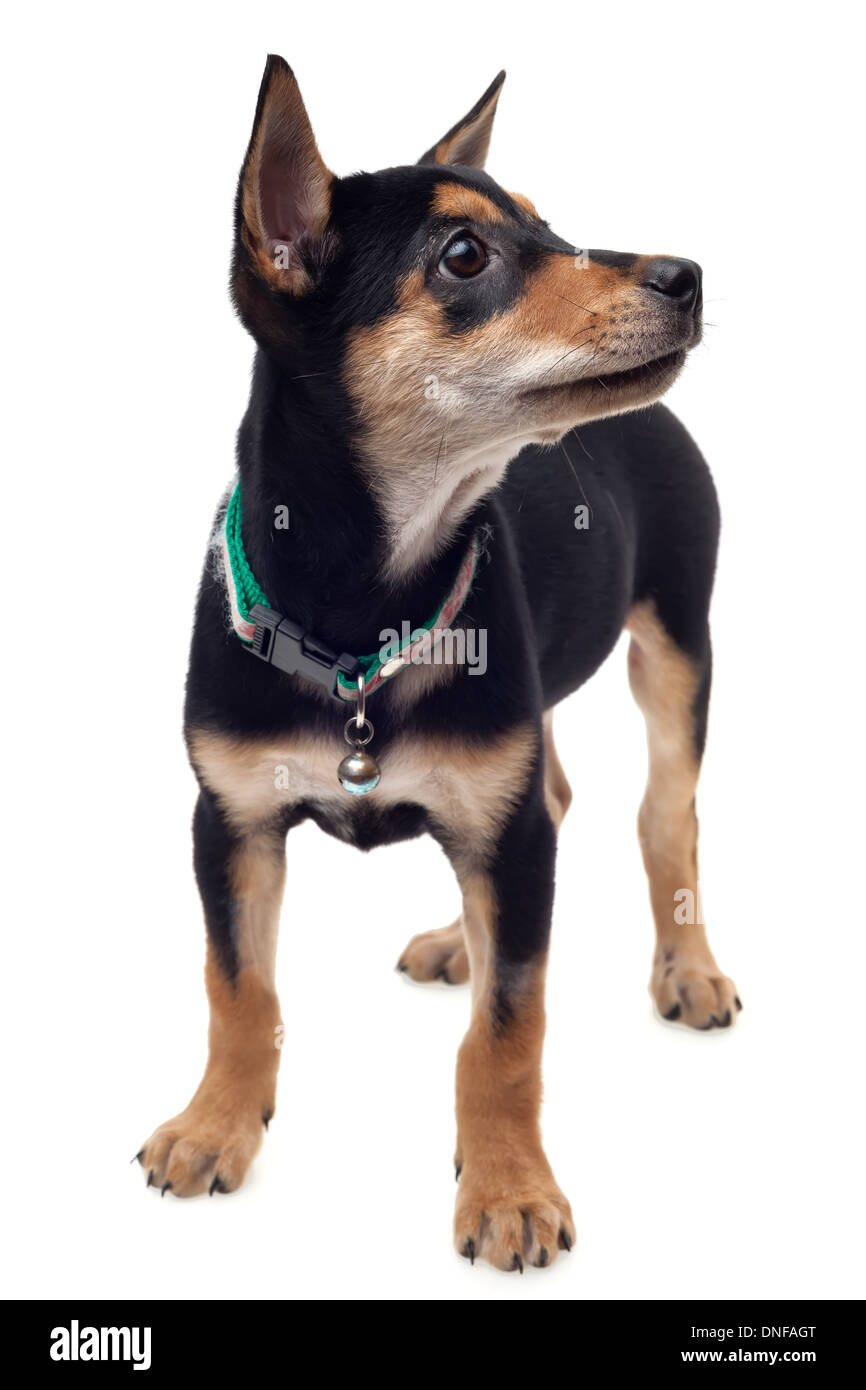 Black brown dog standing on white background Stock Photo - Alamy