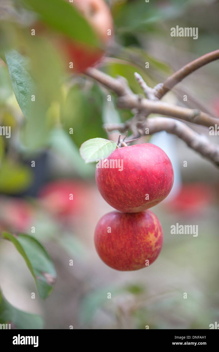Taichung, Taiwan, Asia, Apple, Fruit Stock Photo - Alamy