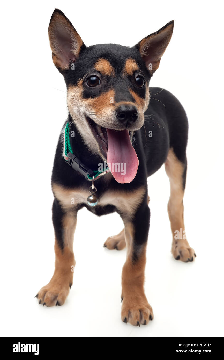 Healthy black brown dog standing on white background Stock Photo - Alamy
